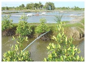 A typical semi-intensive shrimp farm in India | Fish Consulting Group
