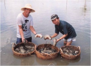 Sea cucumber - Breeding of sand fish (Holothuria scabra) | Fish ...