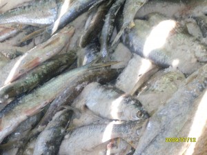 Salted fish of Lake Nasser's fish catch | Fish Consulting Group