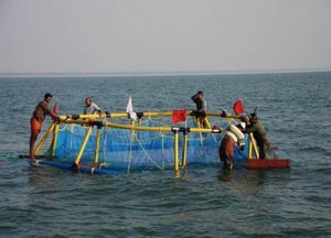 Demonstration of open sea cages for Asian sea bass and lobsters in ...