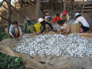 Preparing Prahok fish product in Cambodia | Fish Consulting Group