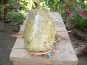 Gilded catfish, Zungaro zungaro in Bolivia | Fish Consulting Group