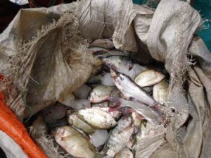 Lake Nangbéto freshwater fishery (Togo) | Fish Consulting Group