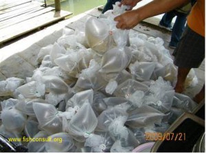 Sea ranching of native fish and shrimp species in Thailand | Fish ...