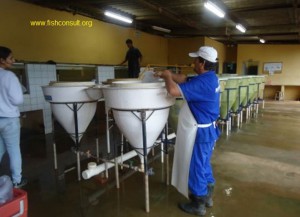 Hatchery facility for the migratory fish species (Itutinga, MG, Brazil ...