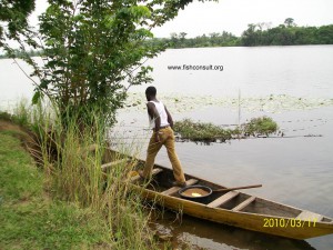 Livelihoods and cage farming of Nile tilapia in Lake Volta (Ghana ...
