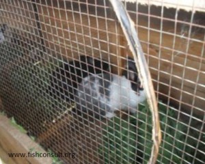 Integrated fish farming and rabbit culture in Rwanda | Fish Consulting ...