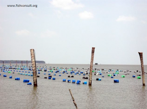 Long-line culture of green mussel in Malaysia | Fish Consulting Group