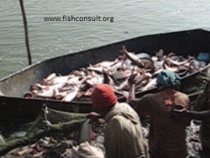 Harvest of catFish (Pangasius) in India | Fish Consulting Group