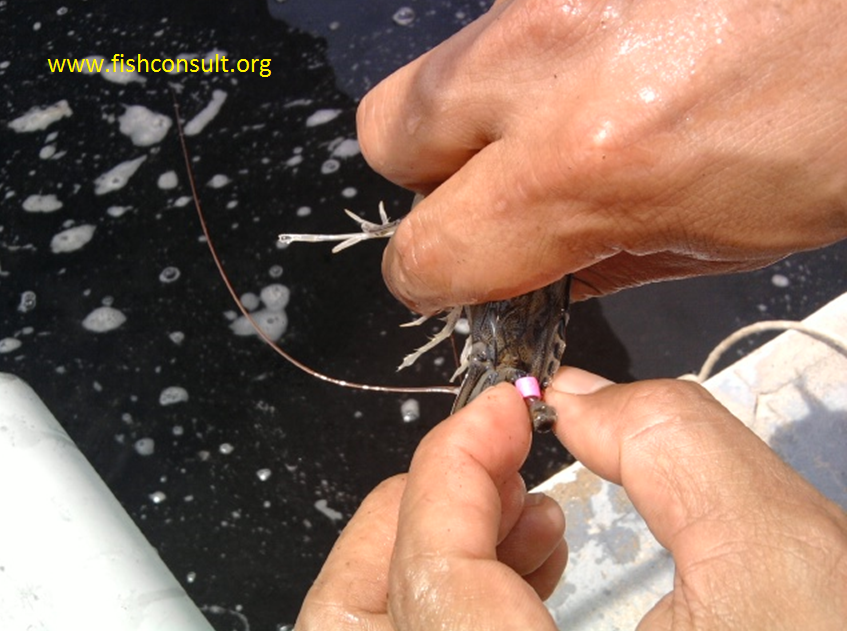 Shrimp eye-tagging | Fish Consulting Group