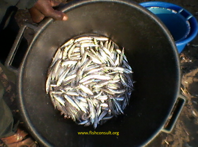 Drying of Lake Tanganyika sardines in Zambia | Fish Consulting Group