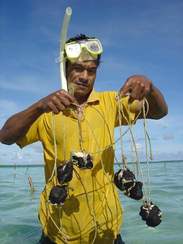 Sponge farming | Fish Consulting Group