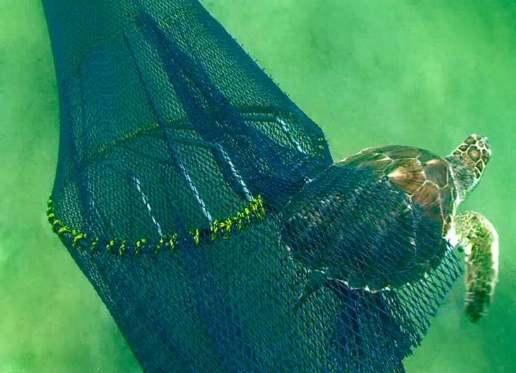 Turtle Excluder Devices (Development and use) | Fish Consulting Group